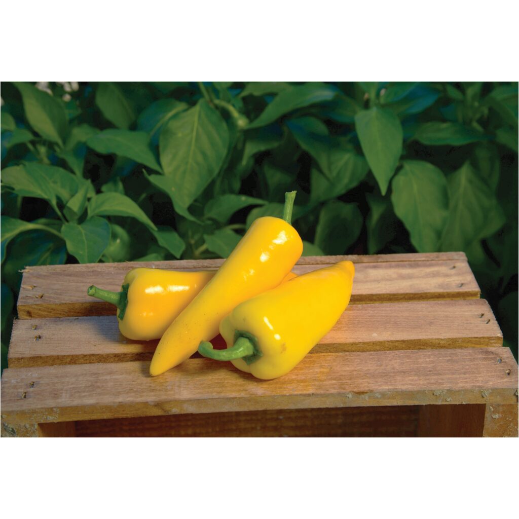 Paprika Terrazzi 250 s - Baltic Agro epood